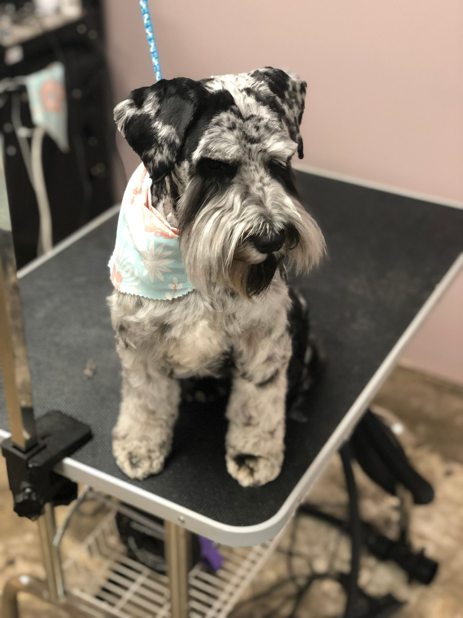 Home | Posh Paws Grooming Lufkin, Tx