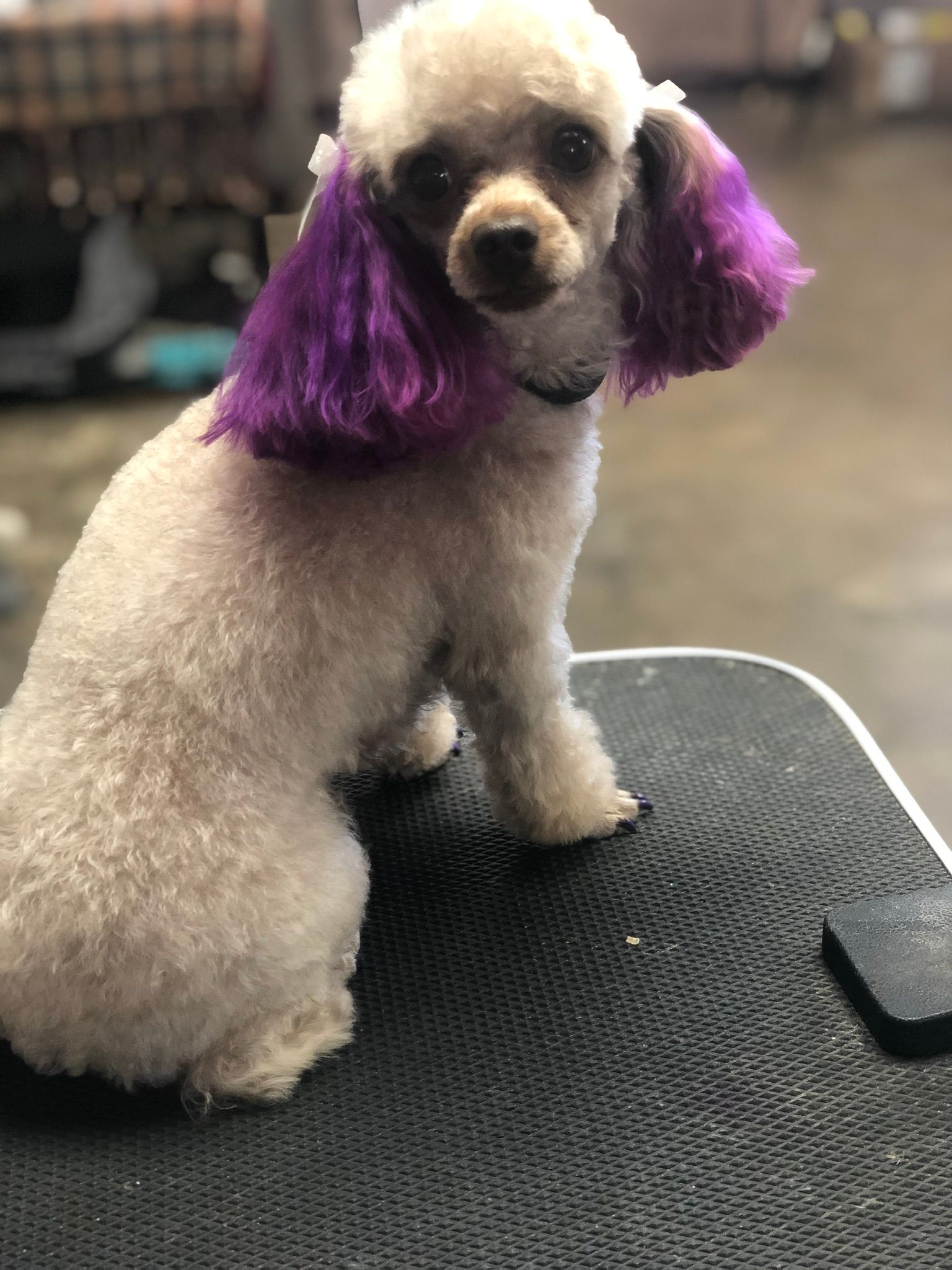 Home | Posh Paws Grooming Lufkin, Tx