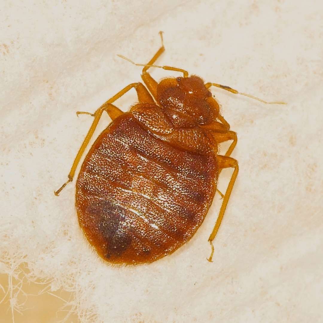 Pests | Omaha, NE | (402) 991-4005