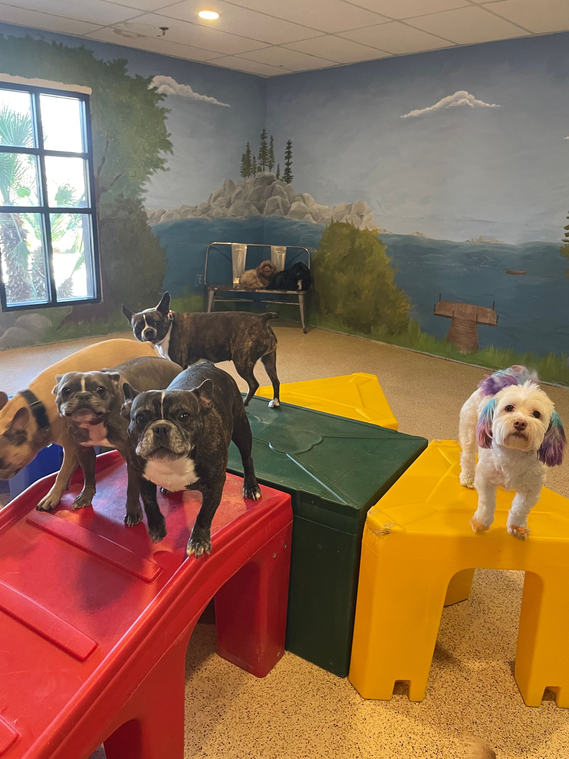 Adventure Pet Resort