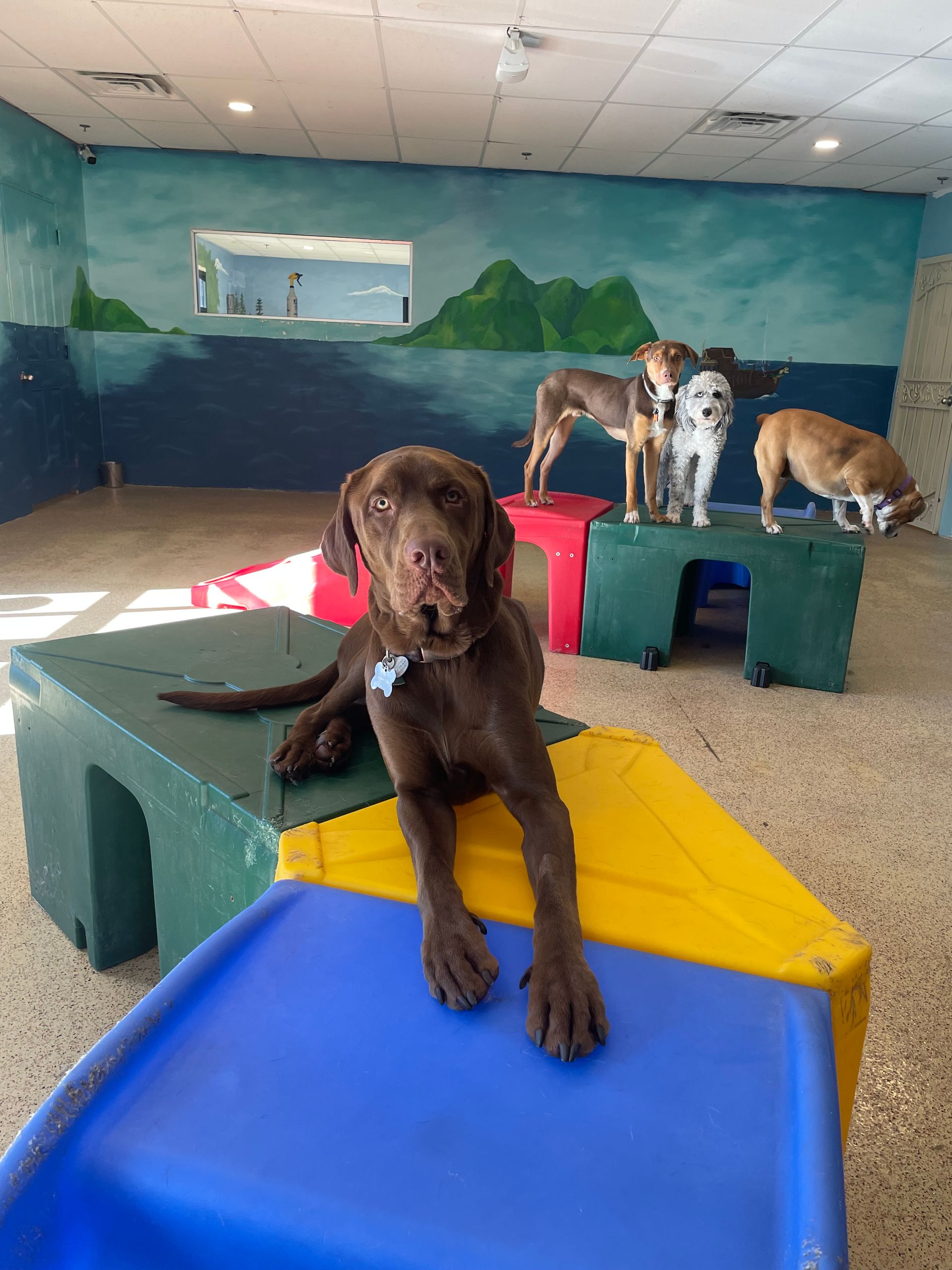 Adventure Pet Resort