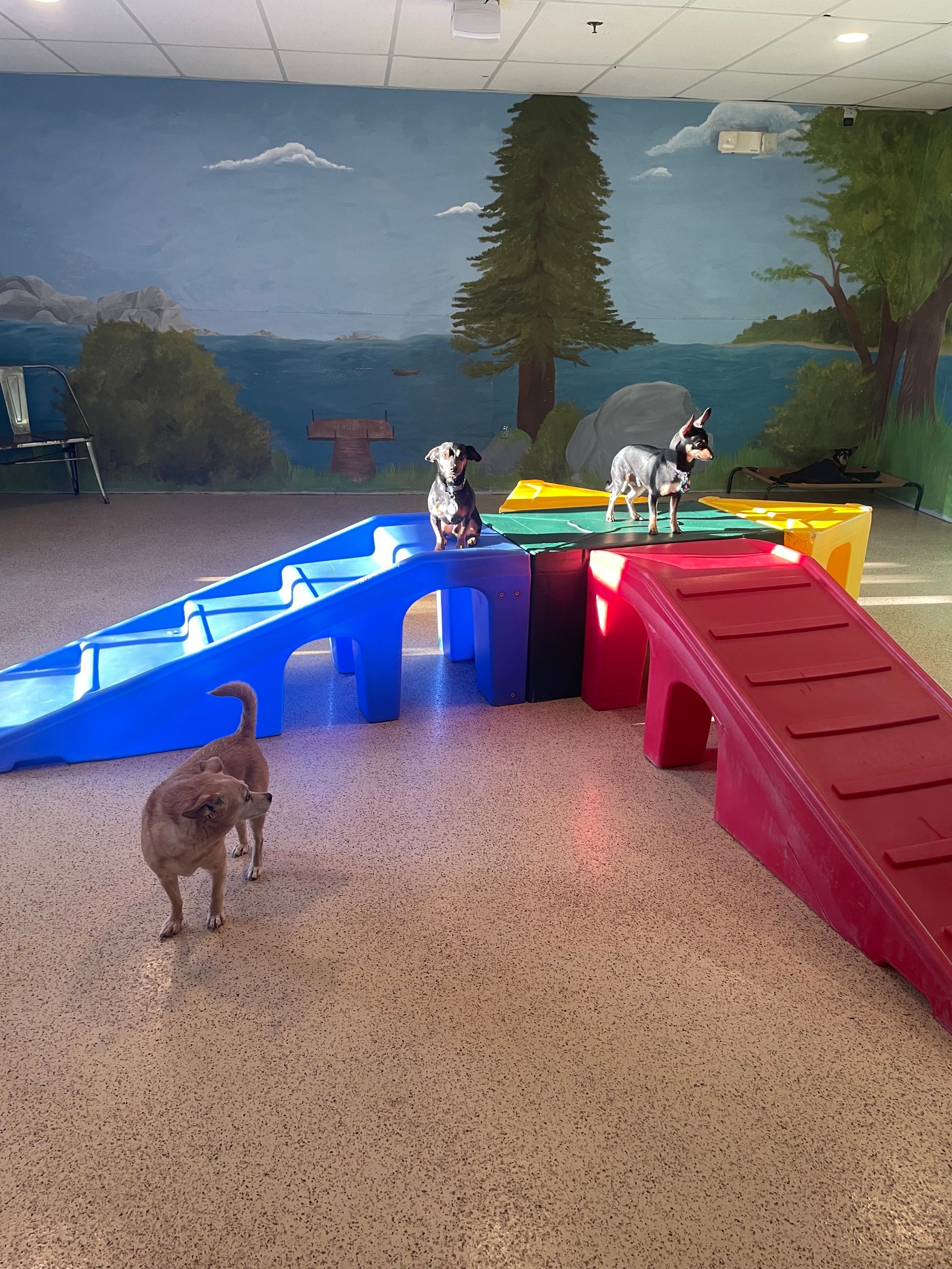 Adventure Pet Resort