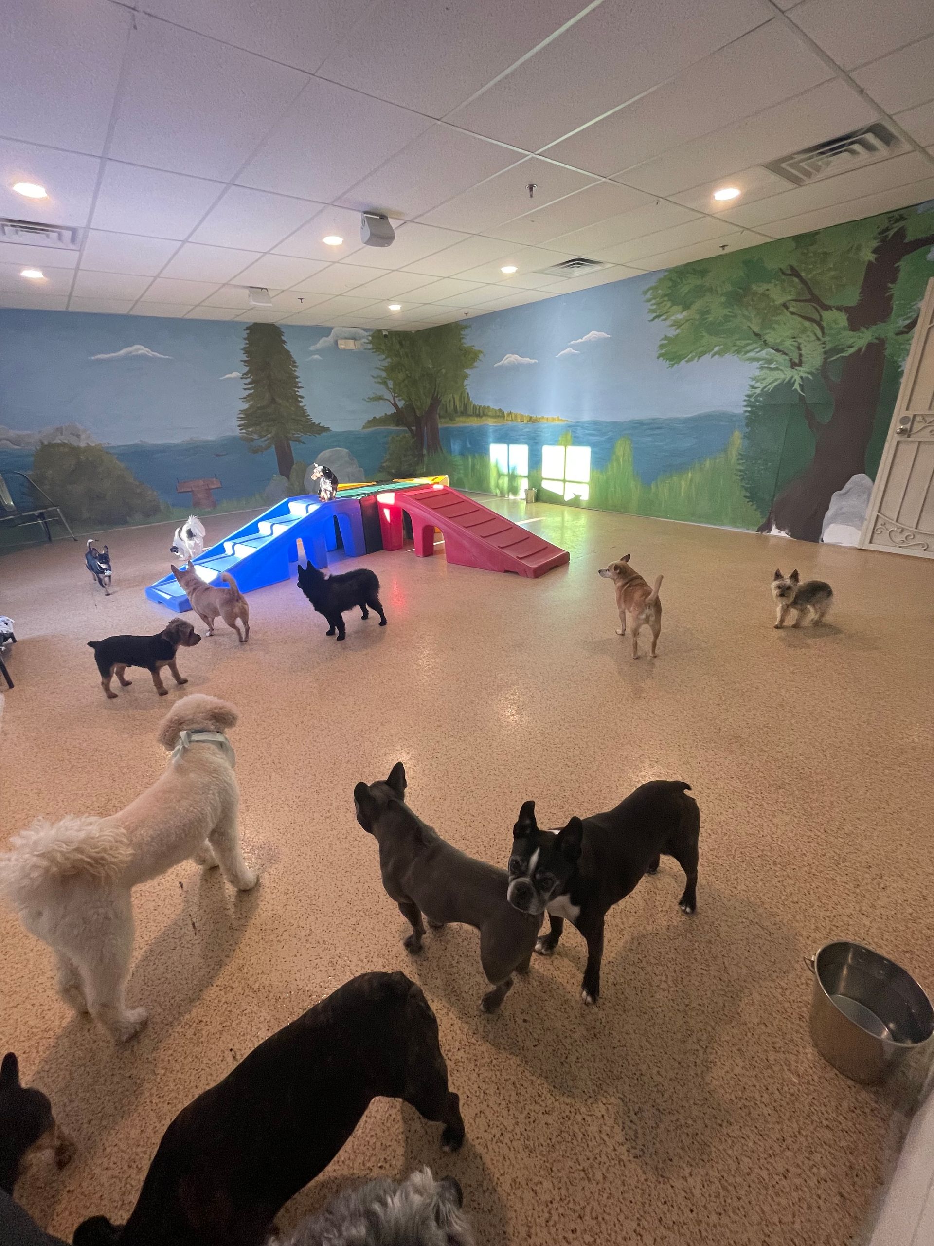 Adventure Pet Resort