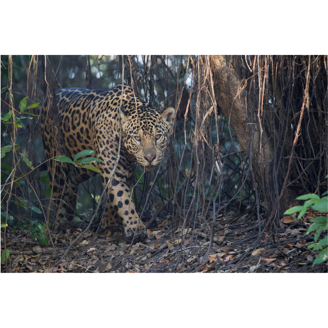 Capturing the Wild Heart of Ramona: A Look at Photographer Roy Toft