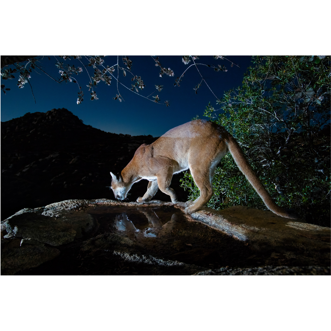 Capturing the Wild Heart of Ramona: A Look at Photographer Roy Toft