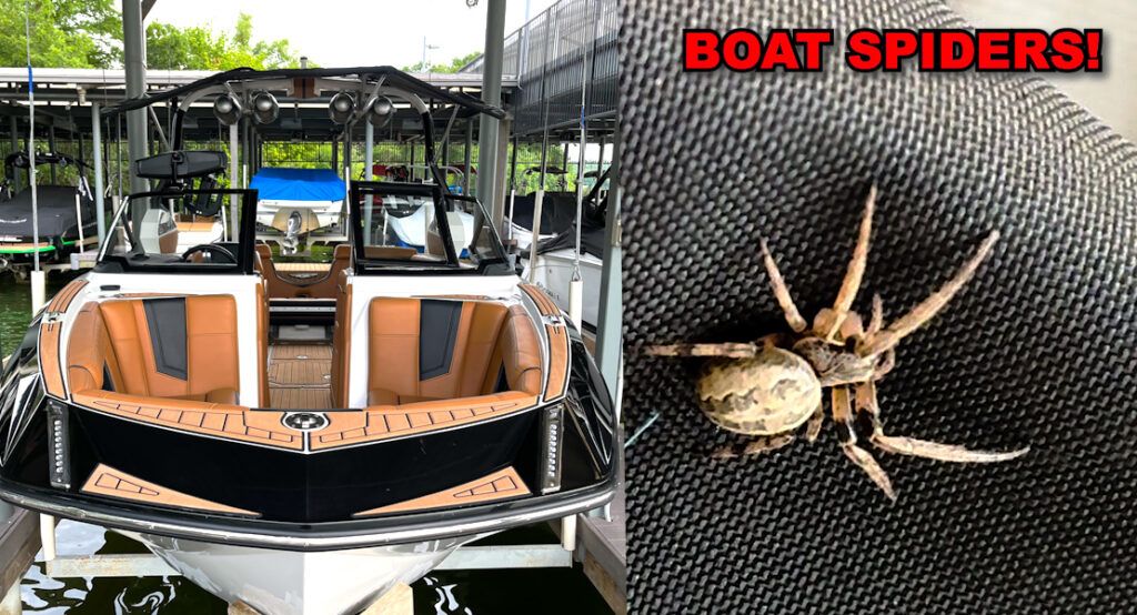 Boat Spiders!