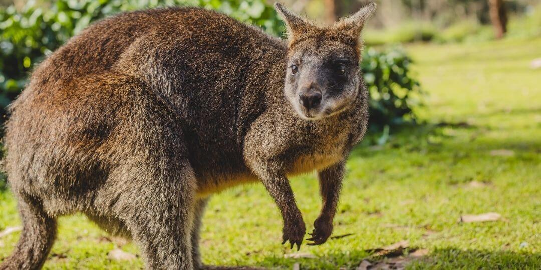 Mammals | What Is a Mammal?