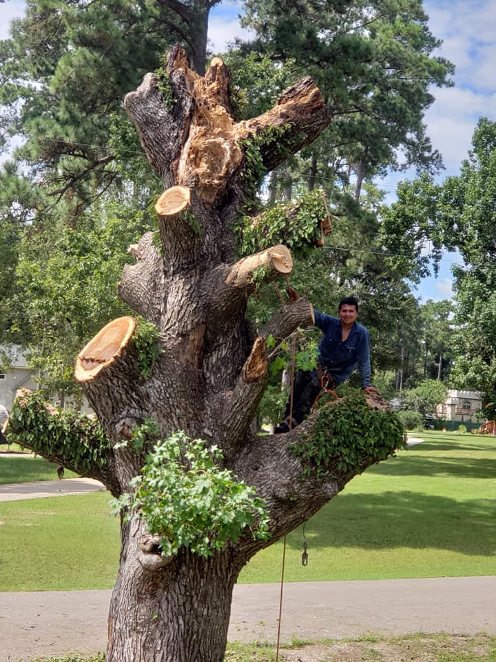 Tree Removal Services | J and J Custom Tree Service