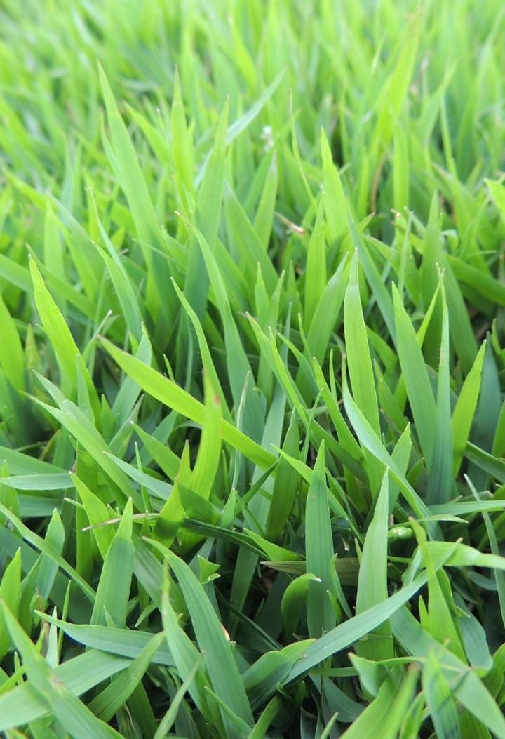 Gramas para Jardim | Gramas Rampim