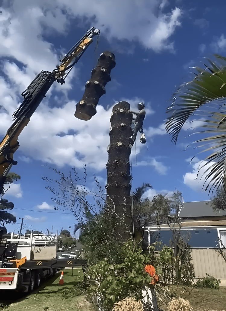 Contact Us | Dingo's Tree Service