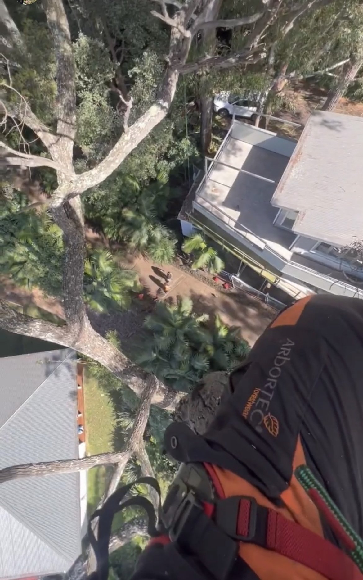 Dingo’s Tree Service | Tree Services in Wollongong