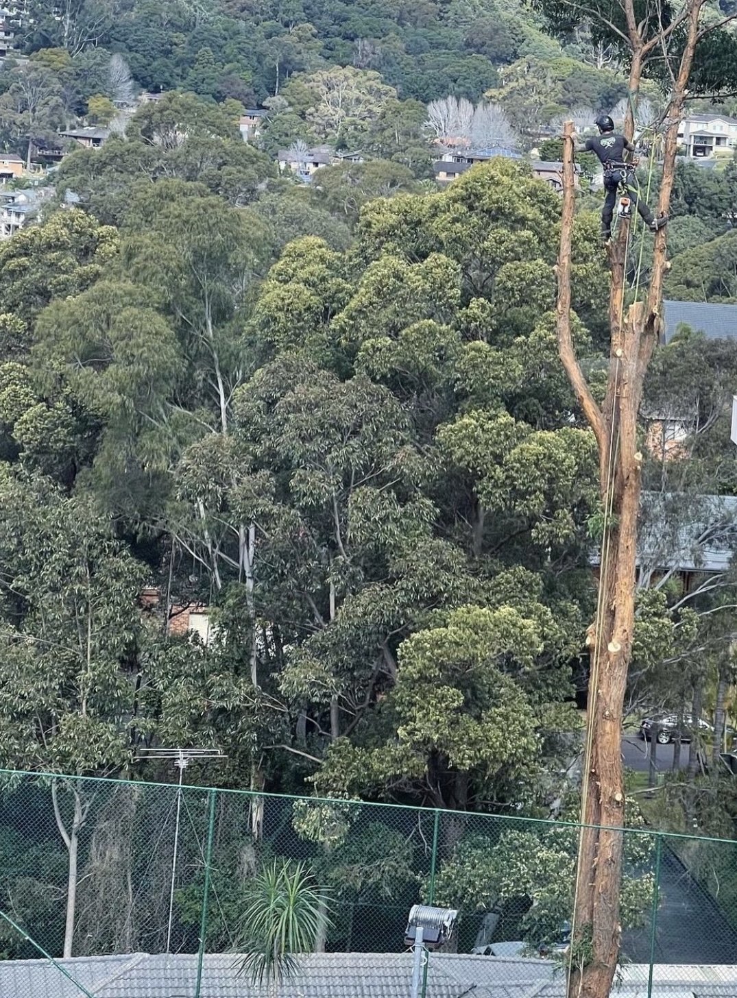Dingo’s Tree Service | Tree Services in Wollongong