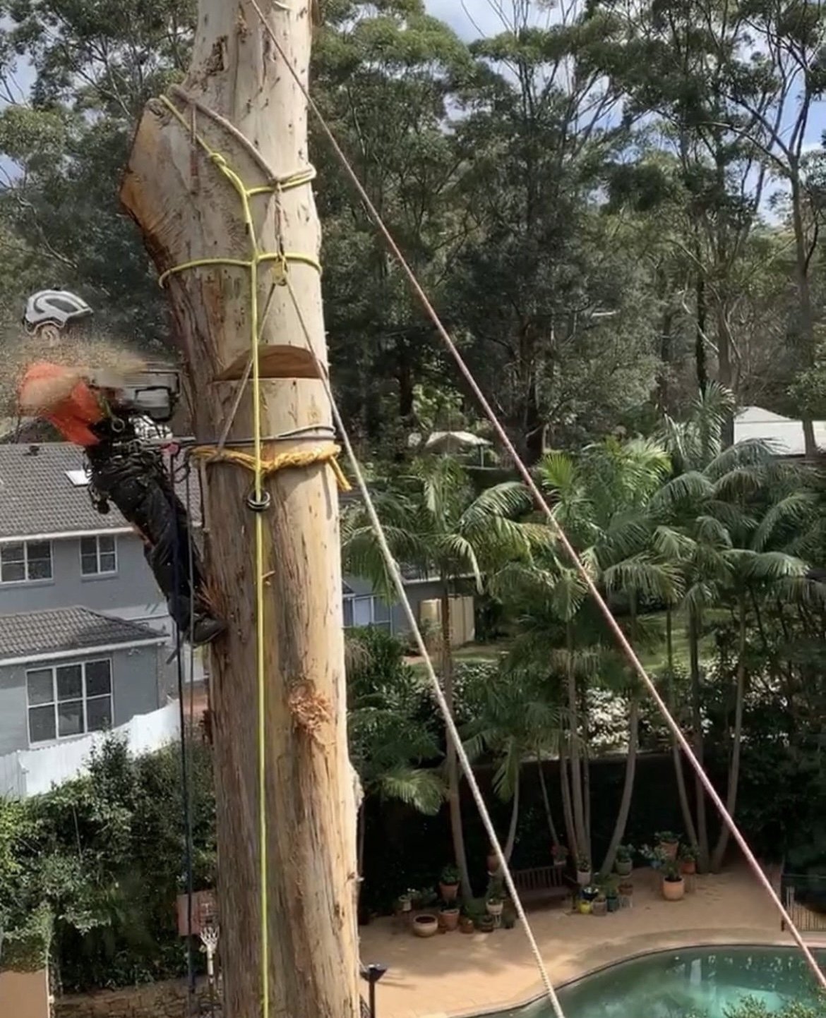 Dingo’s Tree Service | Tree Services in Wollongong