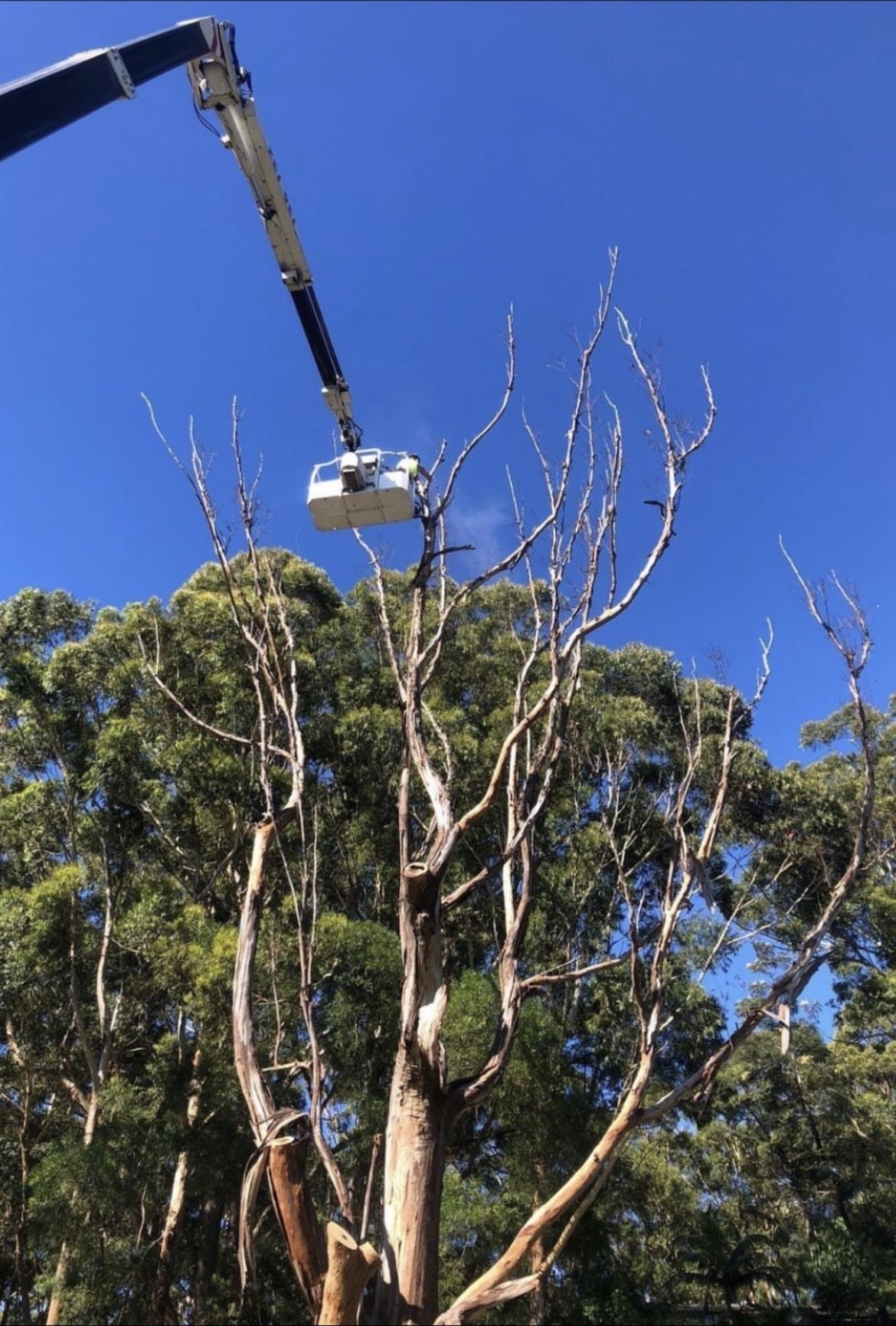 Dingo’s Tree Service | Tree Services in Wollongong