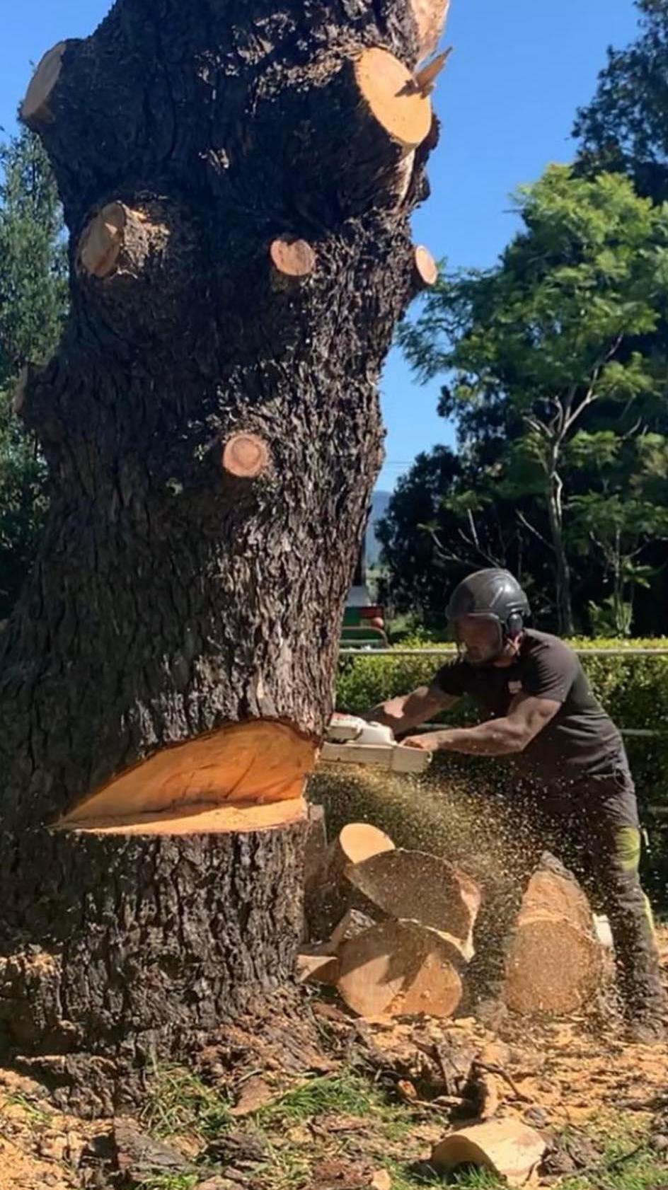 About Us | Dingo's Tree Service