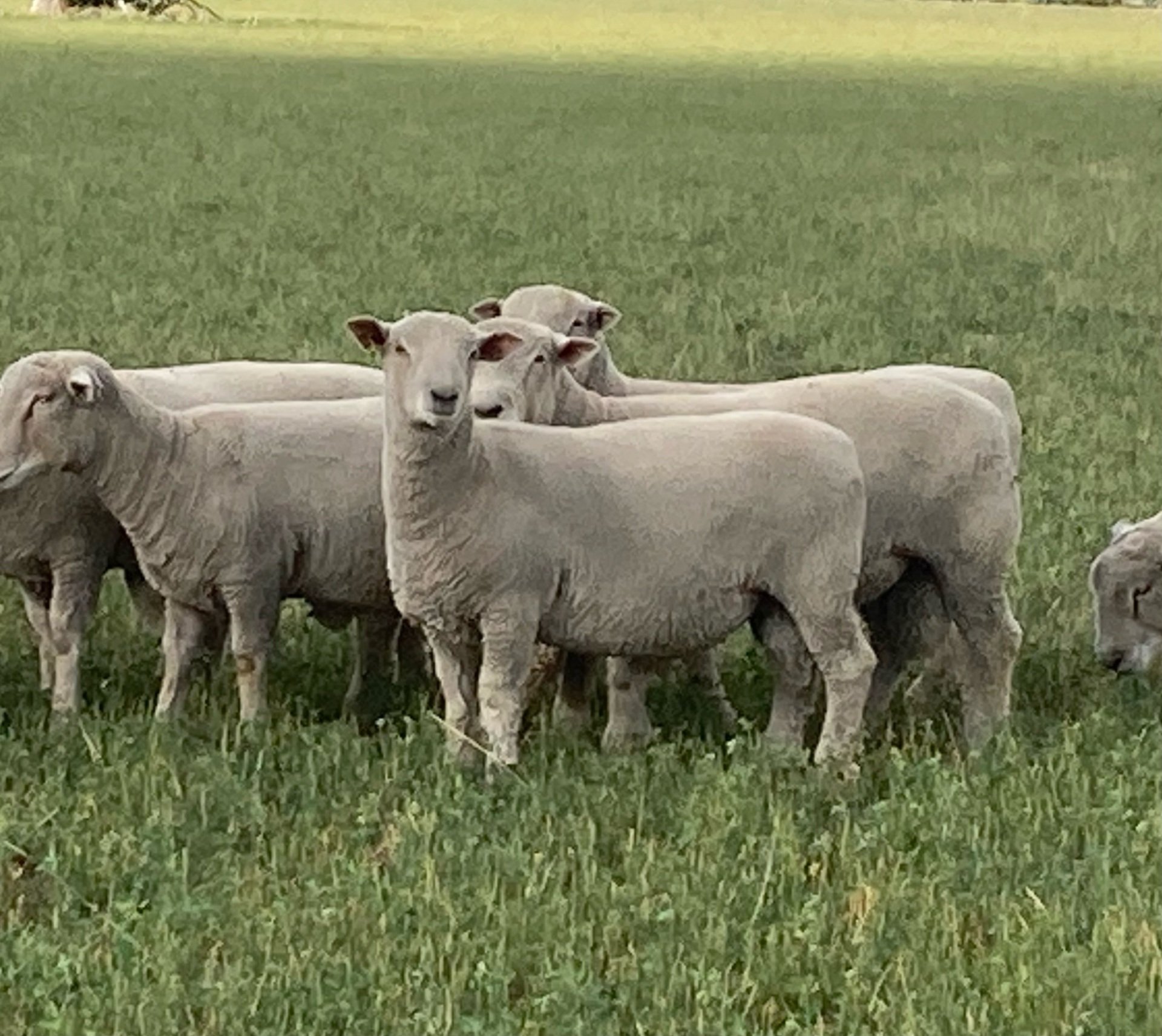 Lansdale Pure Southdowns