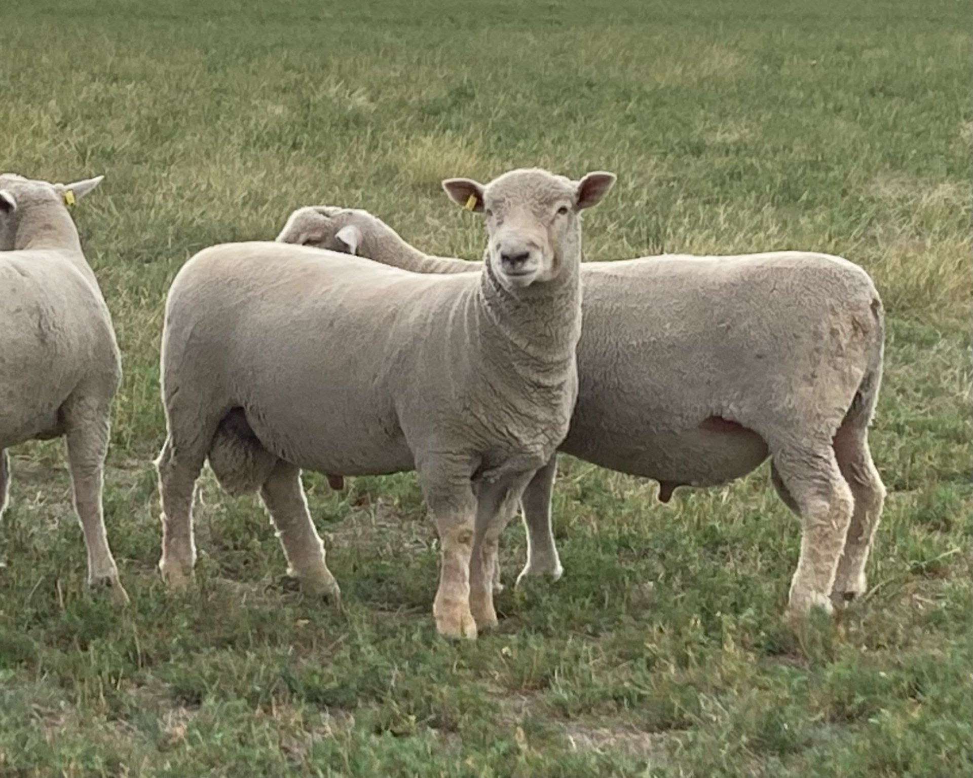 Lansdale Pure Southdowns