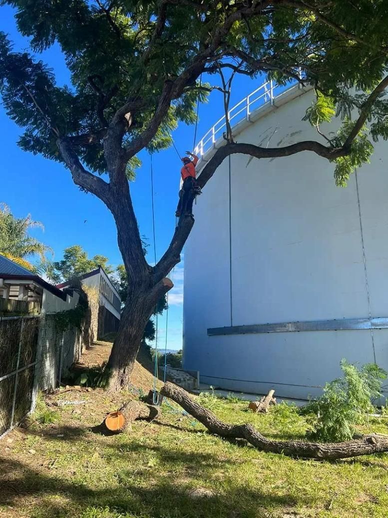 Tree Removal Coolum Beach | Branch Manager Tree Services