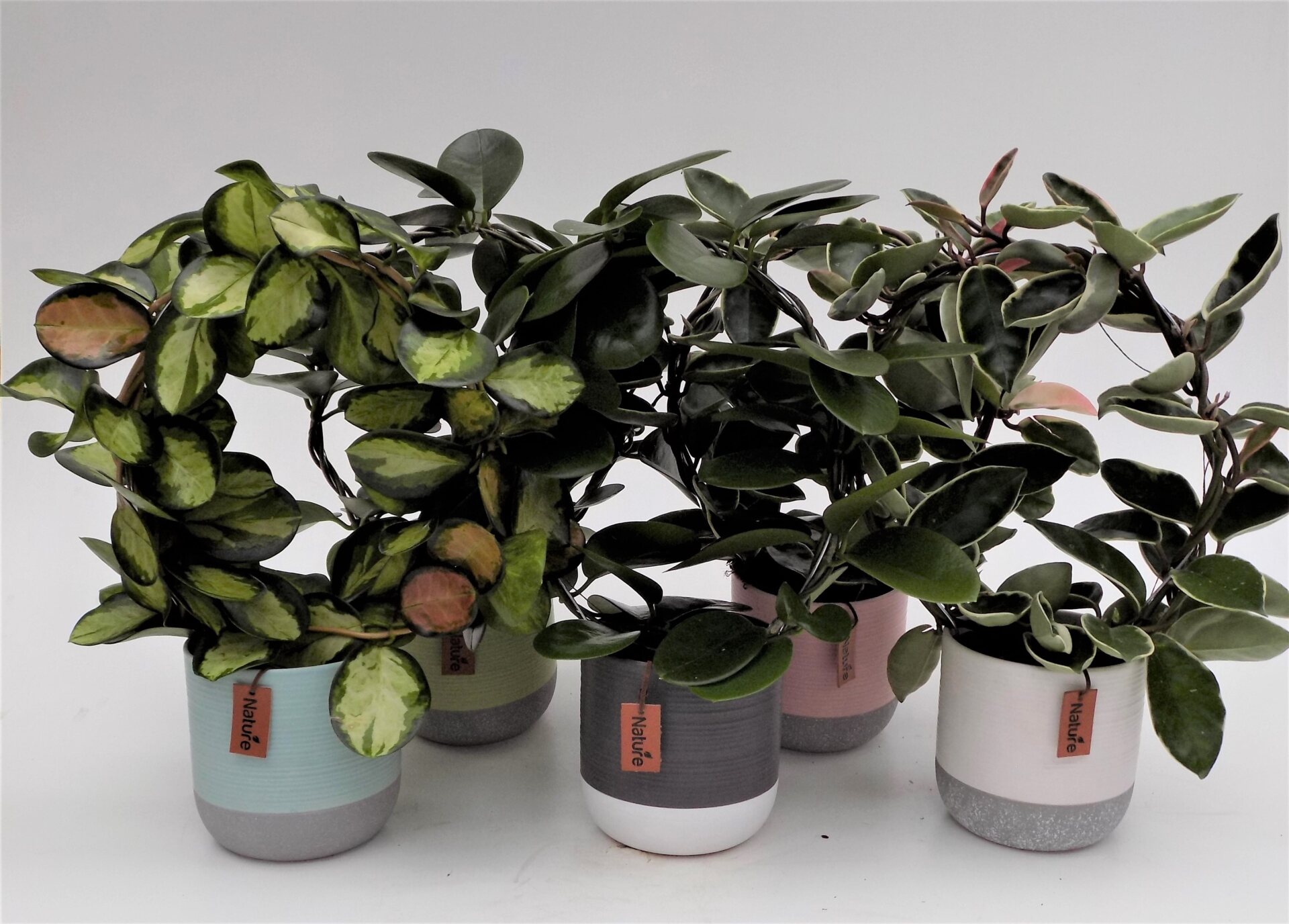 Klavervier Plantsales