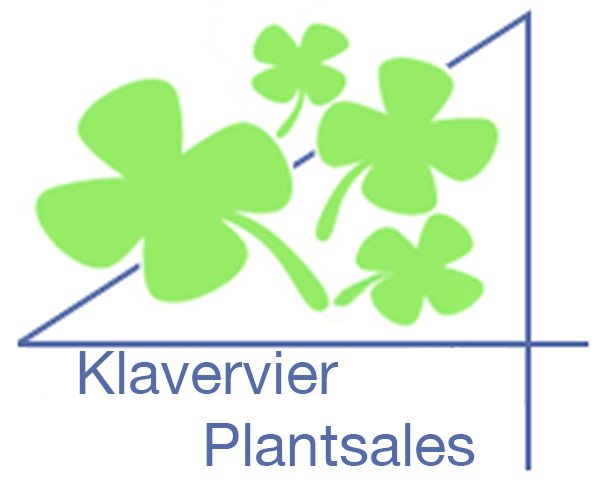 Klavervier Plantsales