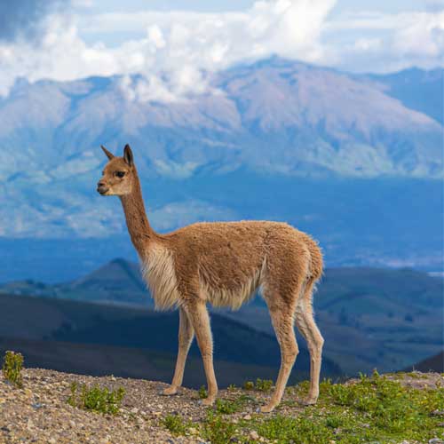 Amahuaca DMC & Events