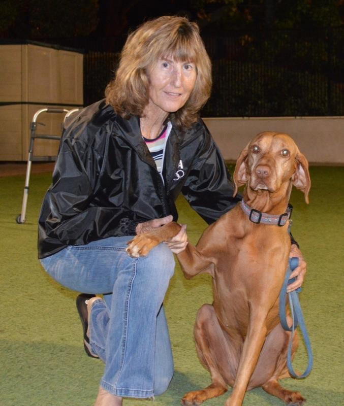 Vizsla Rescue | South Coast Vizsla Club