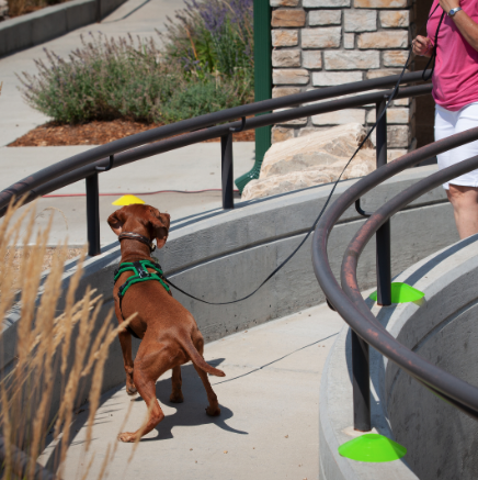 Premium ready for SCVC Scent Work Trial April 1-2nd, 2023