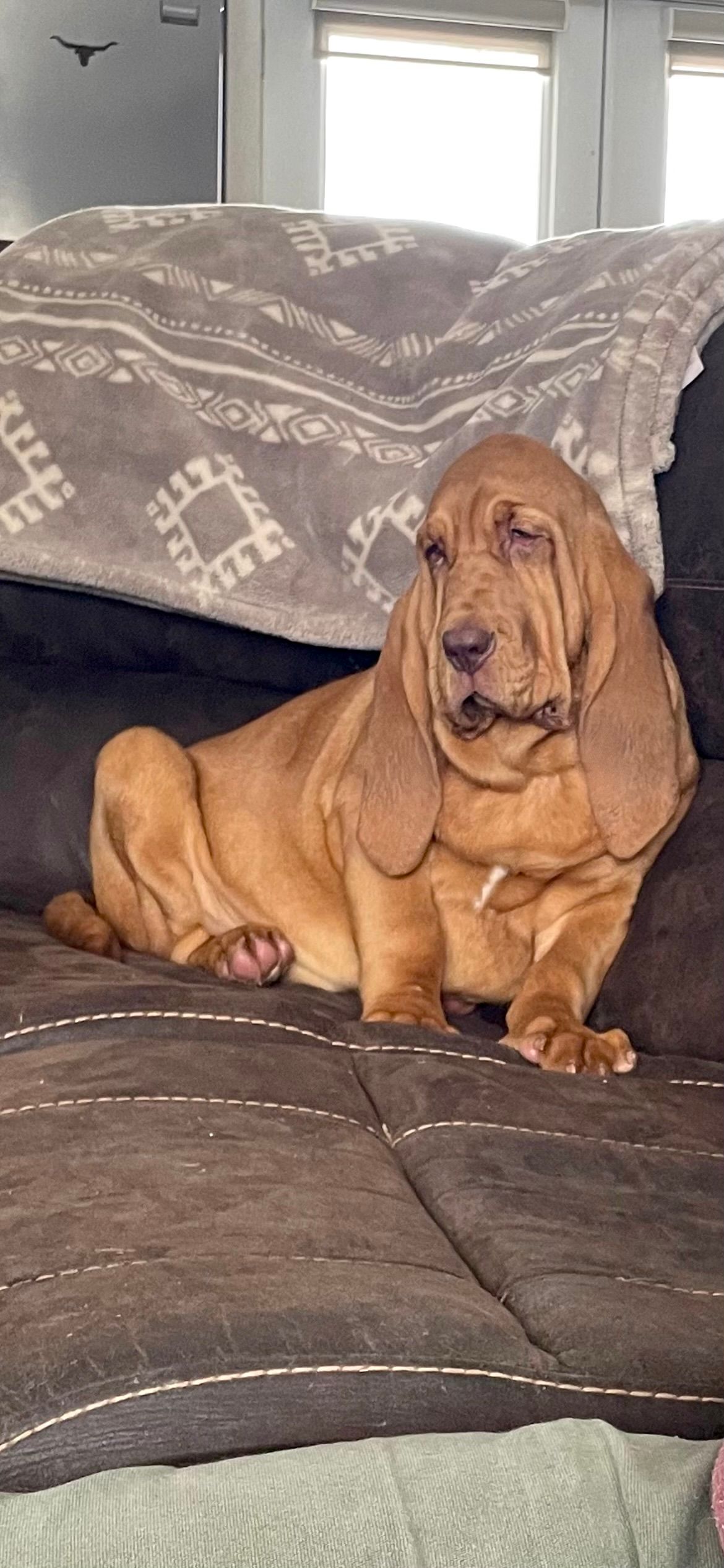 Bloodhounds - Trelane Farms