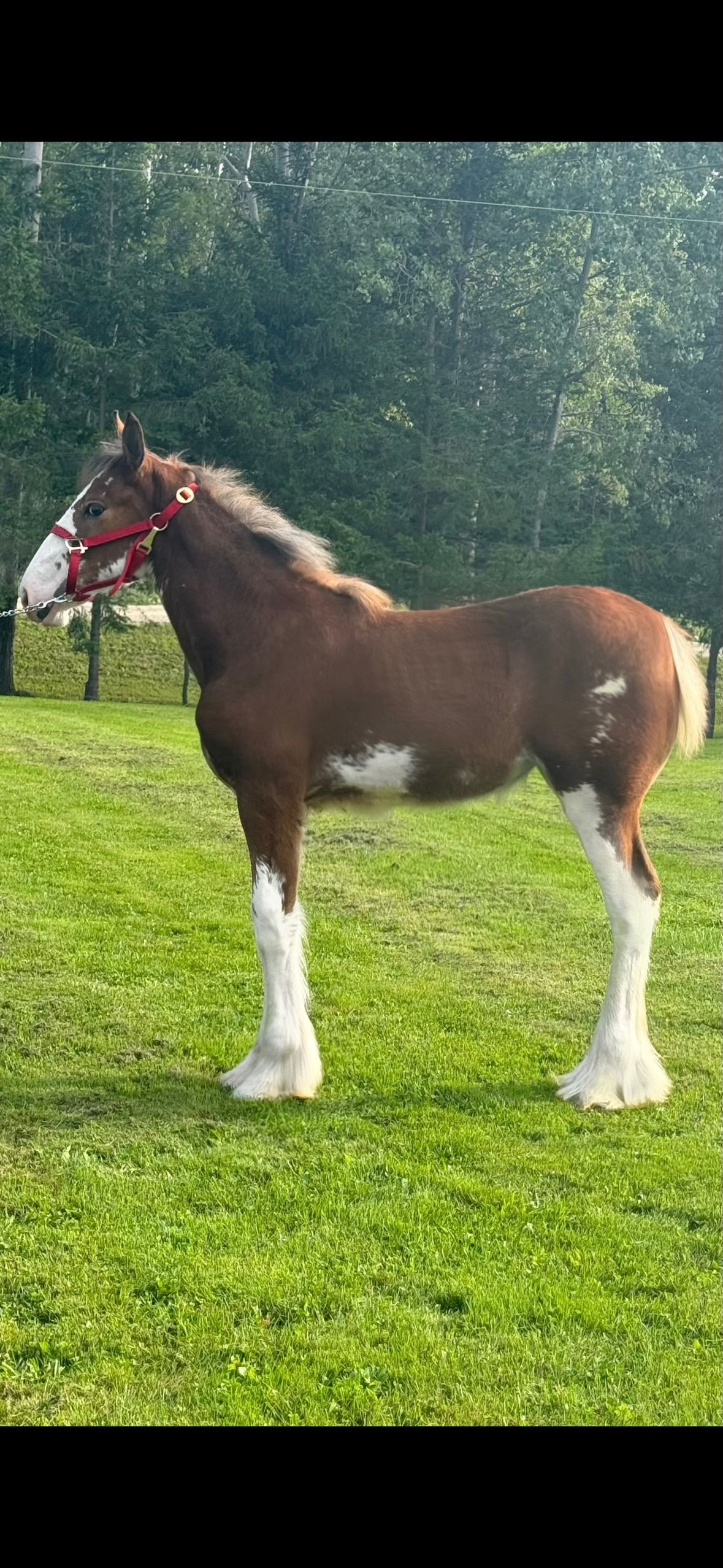 Clydesdales - Trelane Farms