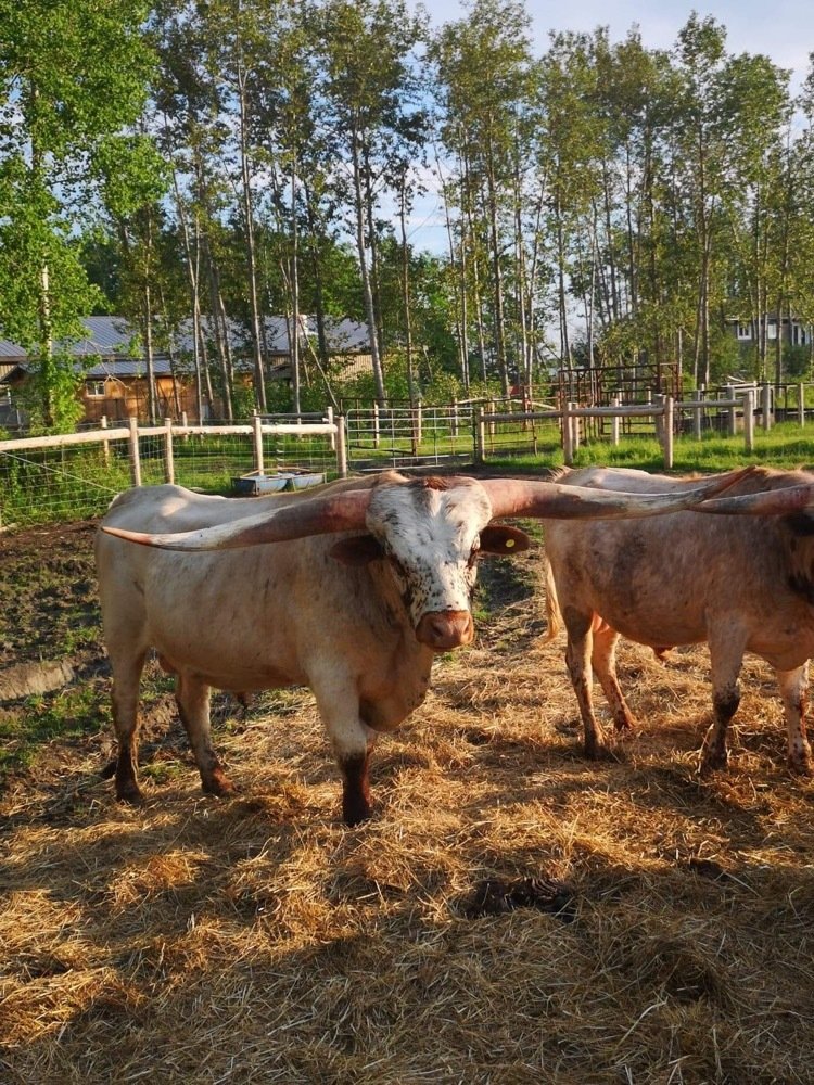 Texas Longhorns - Trelane Farms