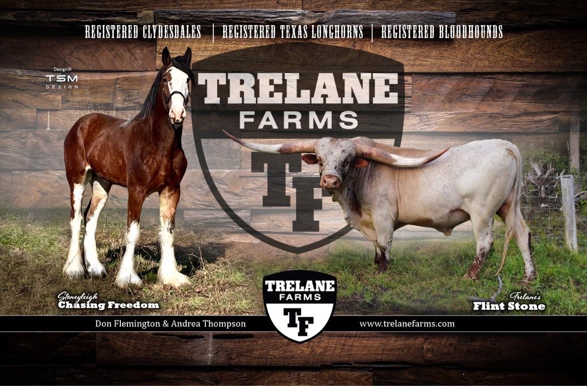 Clydesdales - Trelane Farms