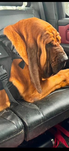 Bloodhounds - Trelane Farms