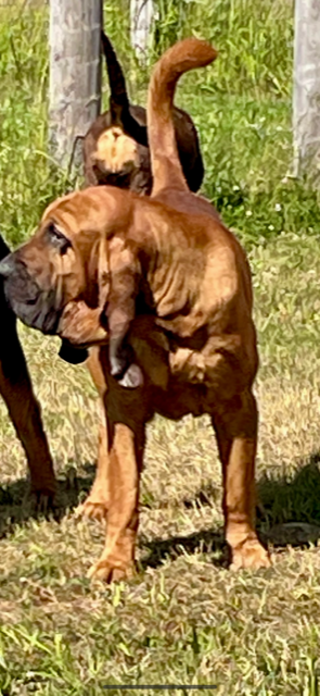 Bloodhounds - Trelane Farms