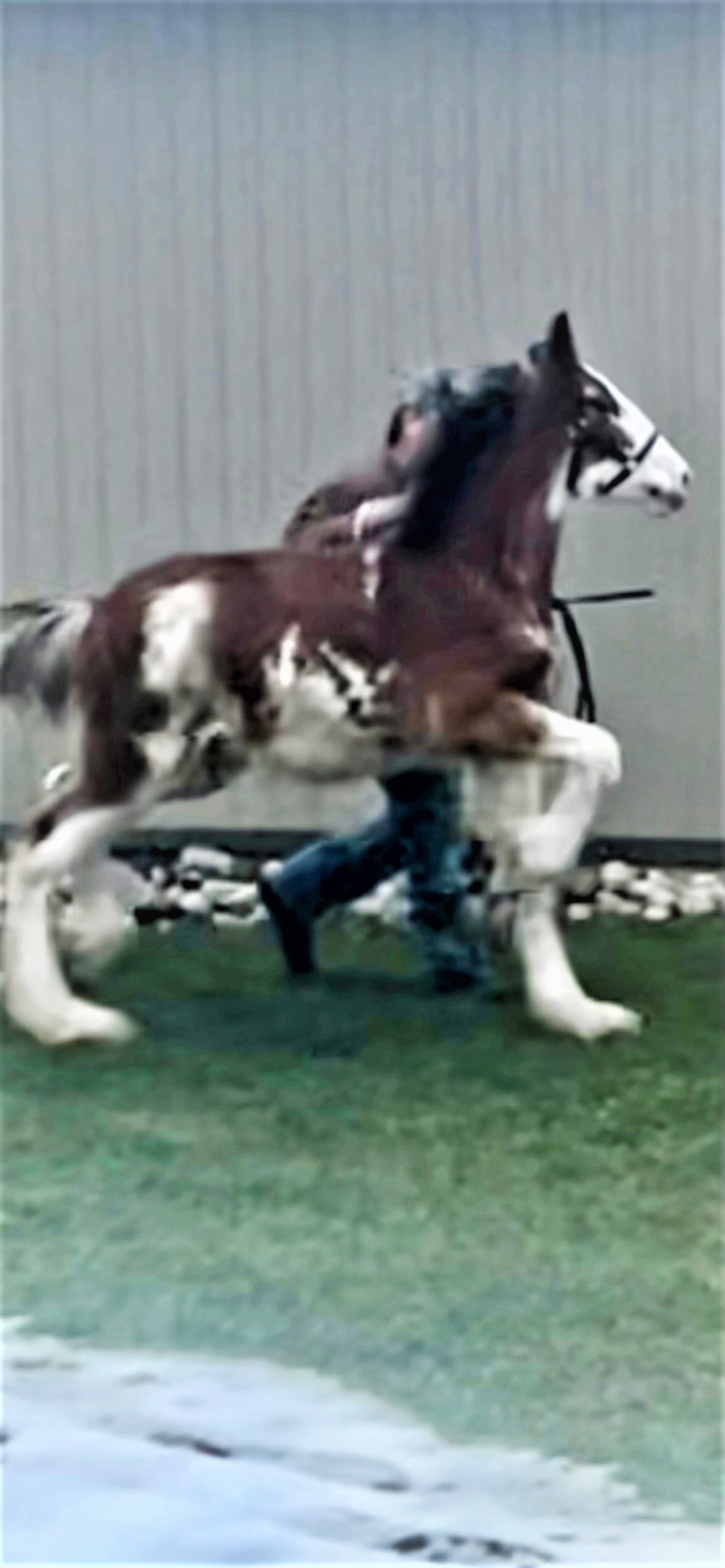 Clydesdales - Trelane Farms