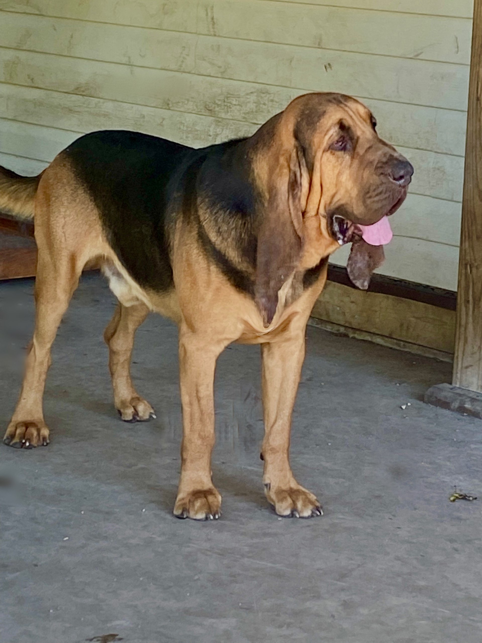 Bloodhounds - Trelane Farms