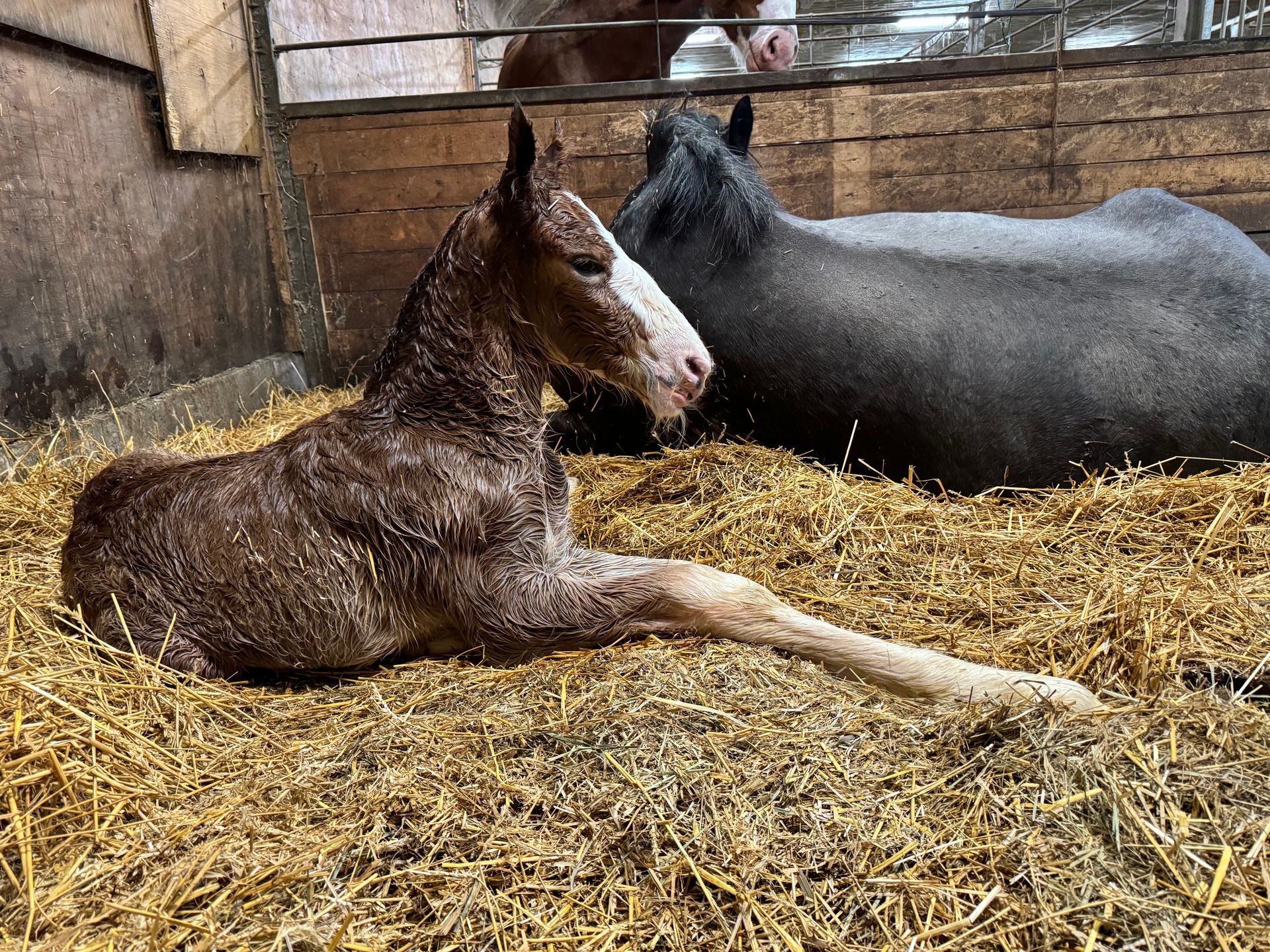 Clydesdales - Trelane Farms