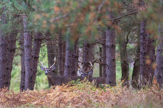 Michigan Whitetail Deer hunting Ranch, Trophy Whitetail Deer Hunting Guide