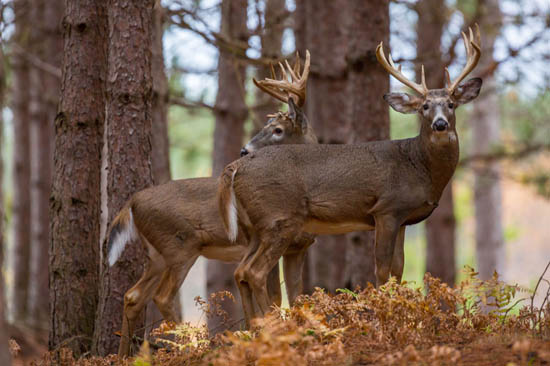 Michigan Whitetail Deer hunting Ranch, Trophy Whitetail Deer Hunting Guide