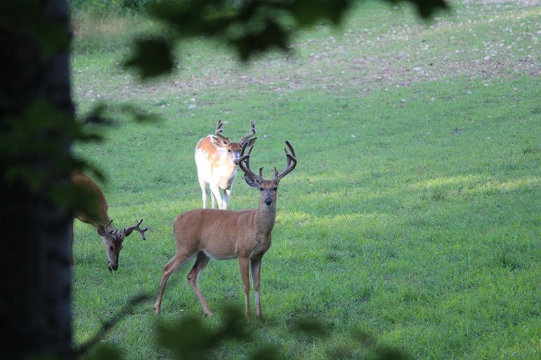 Michigan Whitetail Deer hunting Ranch, Trophy Whitetail Deer Hunting Guide