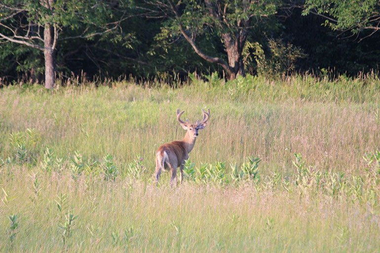 Michigan Whitetail Deer hunting Ranch, Trophy Whitetail Deer Hunting Guide