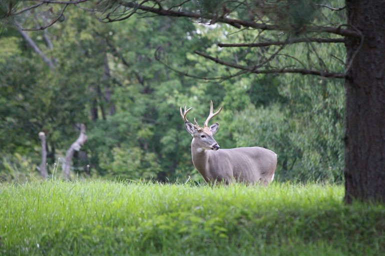 Michigan Whitetail Deer hunting Ranch, Trophy Whitetail Deer Hunting Guide
