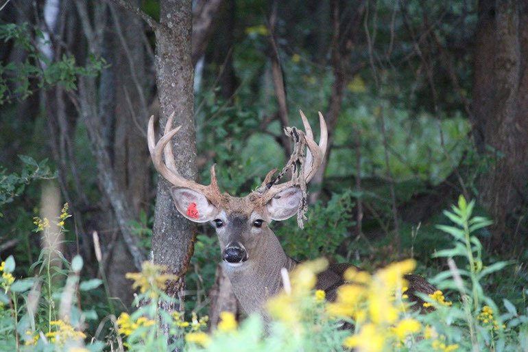 Michigan Whitetail Deer hunting Ranch, Trophy Whitetail Deer Hunting Guide