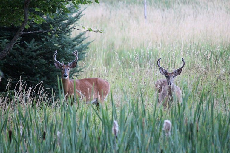Michigan Whitetail Deer hunting Ranch, Trophy Whitetail Deer Hunting Guide