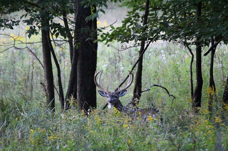 Michigan Whitetail Deer hunting Ranch, Trophy Whitetail Deer Hunting Guide