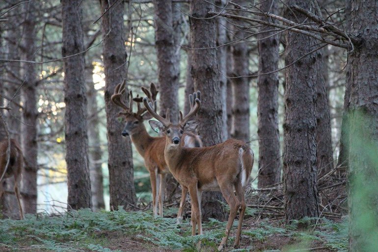 Michigan Whitetail Deer hunting Ranch, Trophy Whitetail Deer Hunting Guide