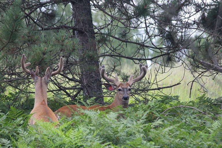 Michigan Whitetail Deer hunting Ranch, Trophy Whitetail Deer Hunting Guide