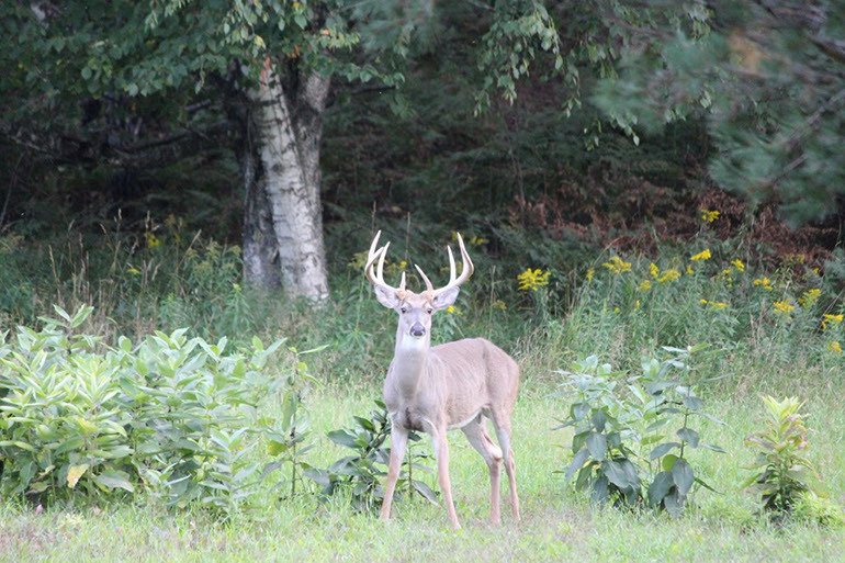 Michigan Whitetail Deer hunting Ranch, Trophy Whitetail Deer Hunting Guide