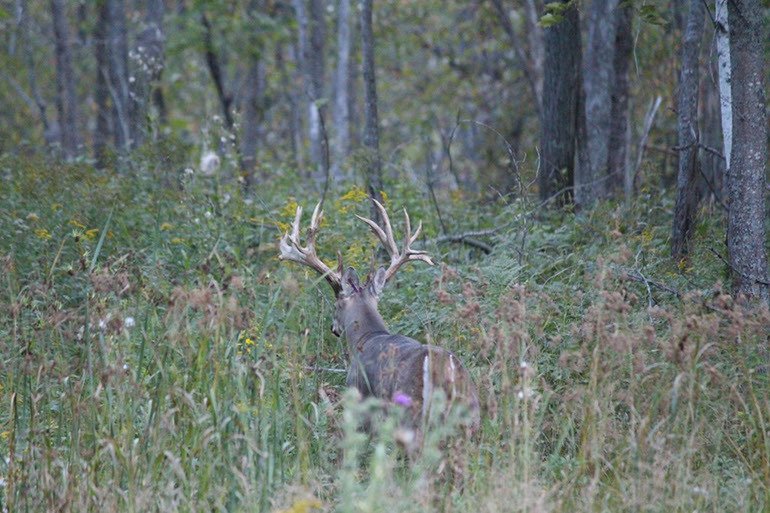 Michigan Whitetail Deer hunting Ranch, Trophy Whitetail Deer Hunting Guide