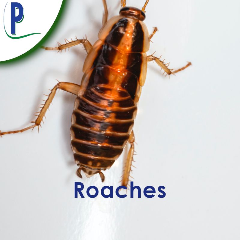 Expert Pest Control Services | Sarasota, FL | Pestguard