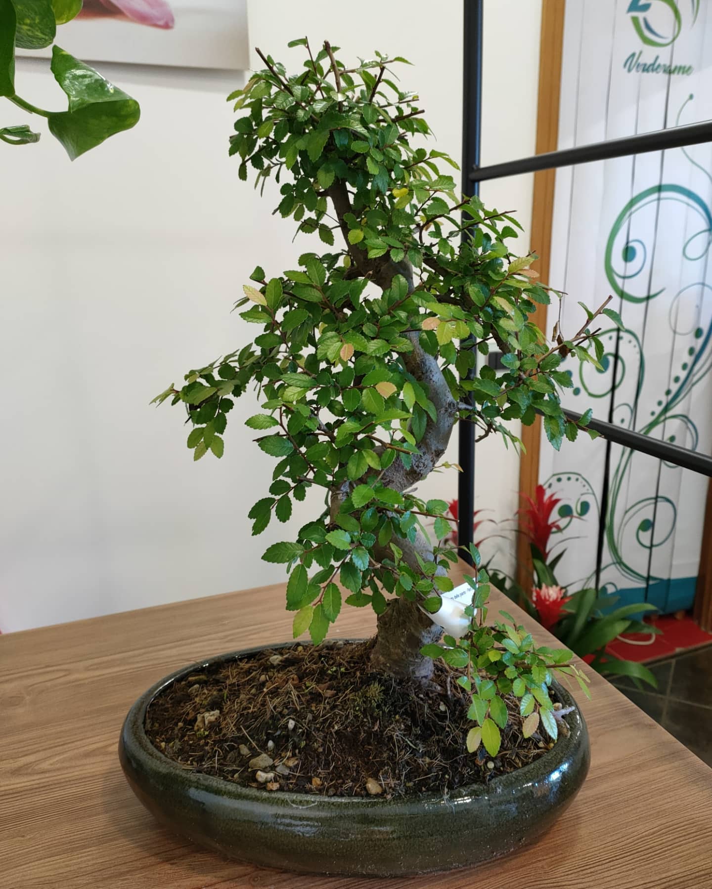 Bonsai Roma - Vendita - cura - assistenza - Verderame